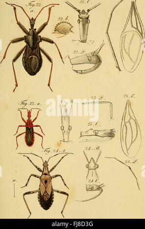 An 1831 work illustrating and describing true bugs (Hemiptera ...