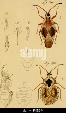 Illustrations and descriptions of the Hemiptera order of insects ...