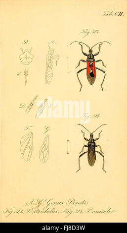 A study on the Hemiptera order of insects, particularly focusing on ...