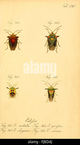 Die wanzenartigen Insecten (Tab. C), Hemiptera Stock Photo - Alamy