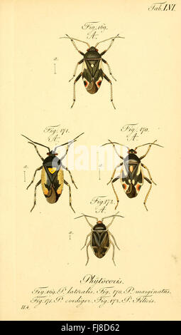 A detailed description and illustration of Hemiptera (true bugs ...