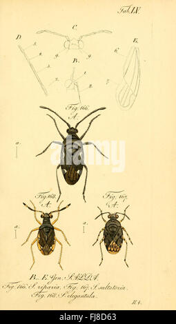 An illustration and description of true bugs (Hemiptera) from the 1831 ...