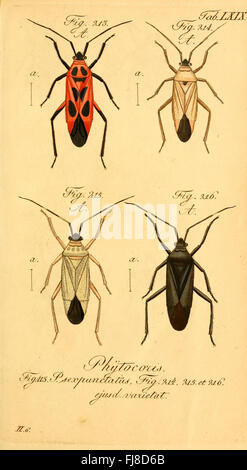 A detailed study and illustration of true bugs (Hemiptera), focusing on ...