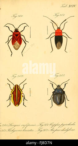 A scientific illustration of 'Die wanzenartigen Insecten' (True Bugs ...