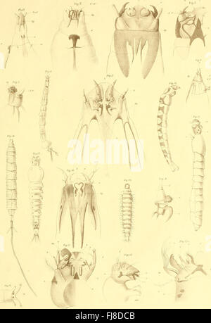 The Two-Winged Insects of the Imperial Museum in Vienna, 1880, a ...