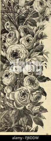The 1909 'Dingee Guide to Rose Culture' offers a comprehensive guide to ...