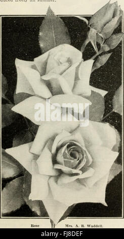 Dingee guide to rose culture (1913) (20945798212 Stock Photo - Alamy