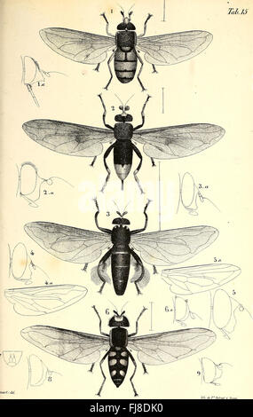 A collection of rare or little-known exotic butterflies, contributing ...