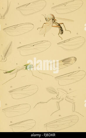 . Diptera neerlandica, de tweevleugelige insecten van Nederland ...