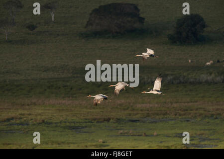 Brolgas (Grus rubicunda) group flying over field, Bromfield Swamp ...