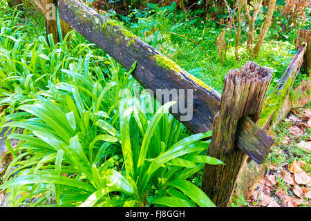 Australian timber fencing weathered and worn. Jarrah posts in garden ...