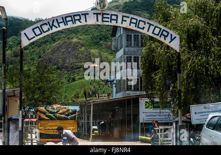 Lockhart tea factory, munnar, kerala, india, asia Stock Photo - Alamy