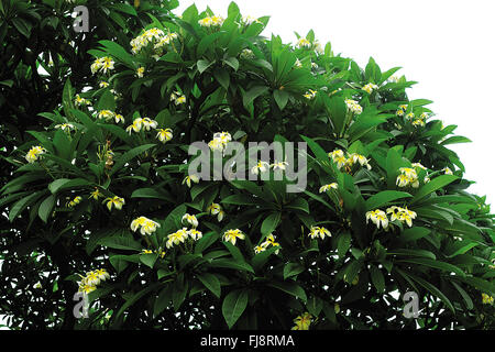 Frangipani flower tree, india, asia Stock Photo - Alamy