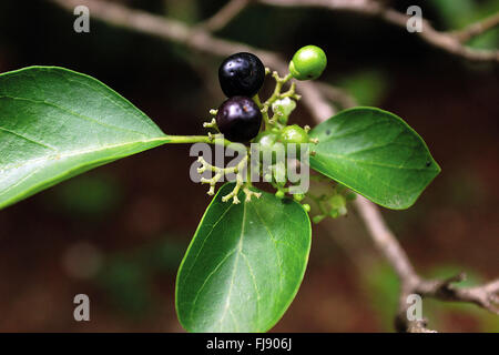 Jamun Tree Leaves Stock Photo - Alamy