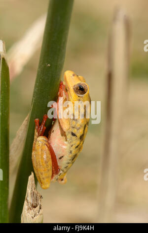 Yellow reed frog Hyperolius viridiflavus reesi Kilombero Valley ...