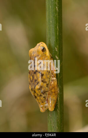 Yellow reed frog Hyperolius viridiflavus reesi Kilombero Valley ...