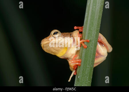 Common Reed Frog (Hyperolius viridiflavus Stock Photo - Alamy