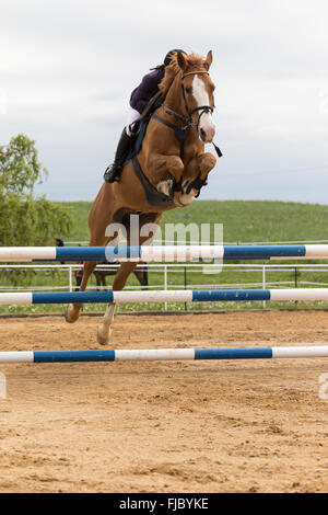 Closeup view of horsewoman in jump on a dark horse Stock Photo - Alamy