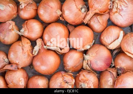 Shallots, 'red sun' Stock Photo - Alamy