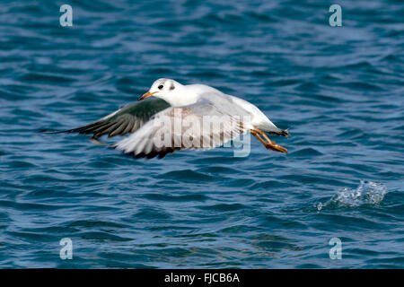 Beautiful seagull, water birds Stock Photo - Alamy