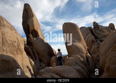 Rock formations and a Joshua Tree, in Joshua Tree National Park ...