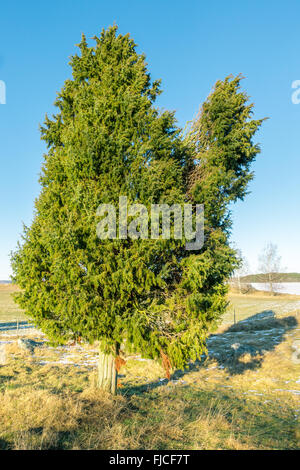Juniperus communis, Juniper, female tree cutting with spiky blue green ...