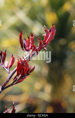 Native New Zealand Flax (Harakeke) in full bloom at sunset. Muriwai ...