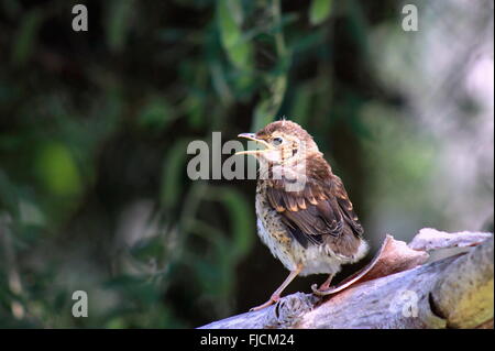 Song Thrush Fledgling Stock Photo - Alamy