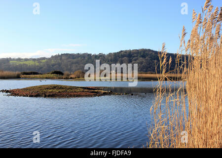 Lake at the RSPB Conwy Reserve, Conwy, Wales Stock Photo - Alamy