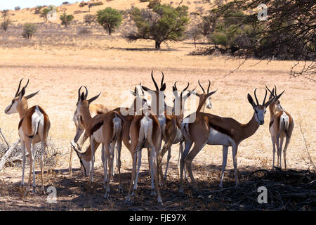 Herd of springbok standing in shade under lone tree, Etosha Pan ...