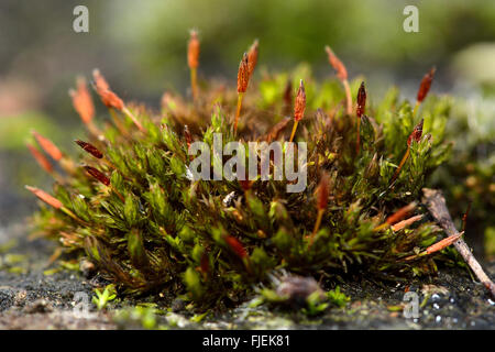 Anomalous Bristle-moss (Orthotrichum anomalum Stock Photo - Alamy