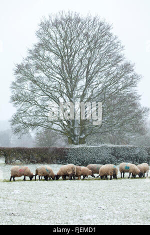 Ewes and lambs in falling snow, Alaska, Denali National Park, Taken 07. ...