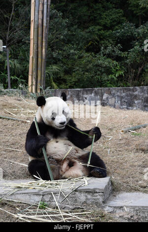Chengdu. 2nd Mar, 2016. Giant panda Yuan Xin eats bamboo at the ...