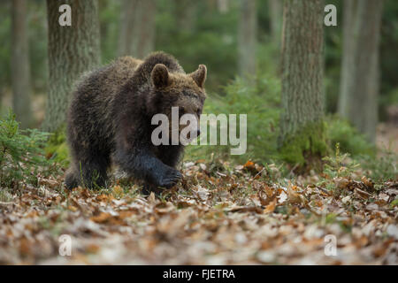 A brown bear cub walks alone on a reflective, wet sandy beach under a ...