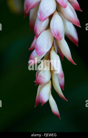 Shell Ginger, Alpinia zerumbet, Zingiberaceae. Aka Light Galangal, Pink ...