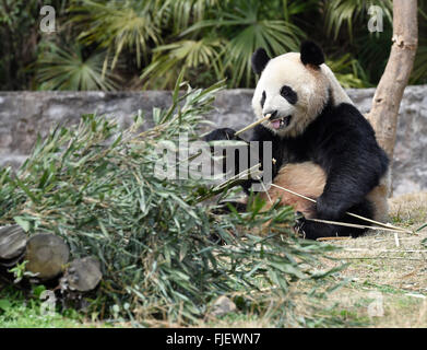 Giant panda Hua Ni eats bamboo shoots at the Dujiangyan base of the ...