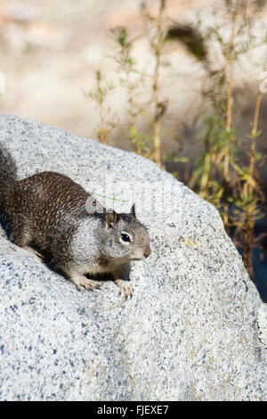 Western Grey Squirrel (Sciurus griseus) scavenging for seeds near snow ...