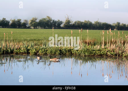 Canada Geese and reeds around pond in field near Shocklach Cheshire ...