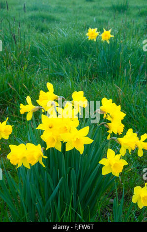 Daffodils, Marion County, Oregon Stock Photo - Alamy