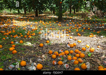 Fallen, rotten oranges beneath trees in an orange orchard, plantation ...