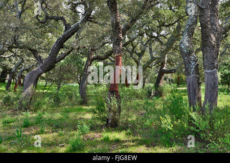 Cork Oaks (Quercus suber) Sardinia, Italy Stock Photo - Alamy