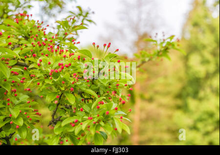 unopened flowers of sakura Stock Photo - Alamy