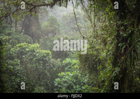 Costa rican jungle Stock Photo - Alamy