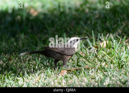 Hall's Babbler (Pomatostomus halli), Queensland, Australia, Oceania ...