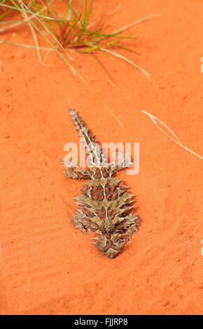 Thorny Devil, Moloch horridus, Australian lizard, Thorny dragon, Thorny ...