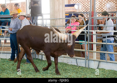 Ankole-Watusi. Also known as Ankole longhorn, is a breed of cattle ...