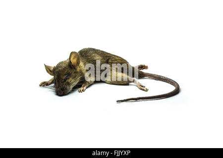 dead rat on white background Stock Photo - Alamy
