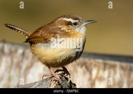 Wren on log Stock Photo - Alamy
