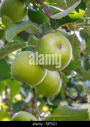 green apples in bin Stock Photo - Alamy