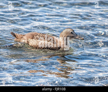 Eider duck on Vigur Island, Isafjörður, Vestfirðir (Westfjords ...